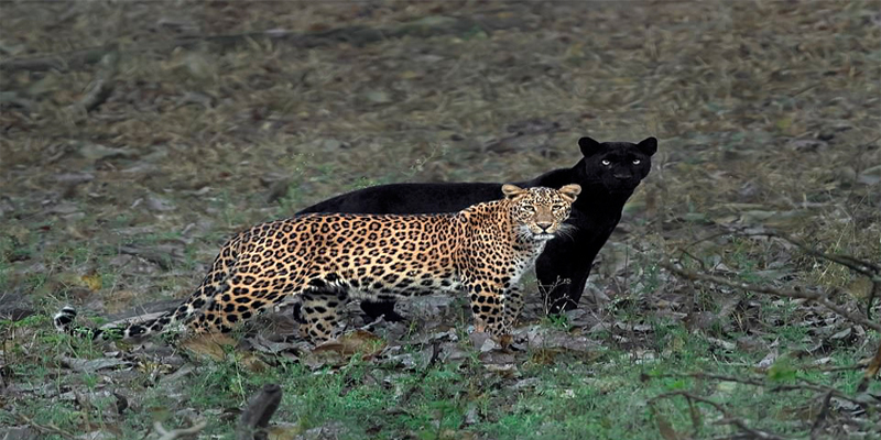 Photographer snaps once in a lifetime moment pic of a rare black ...